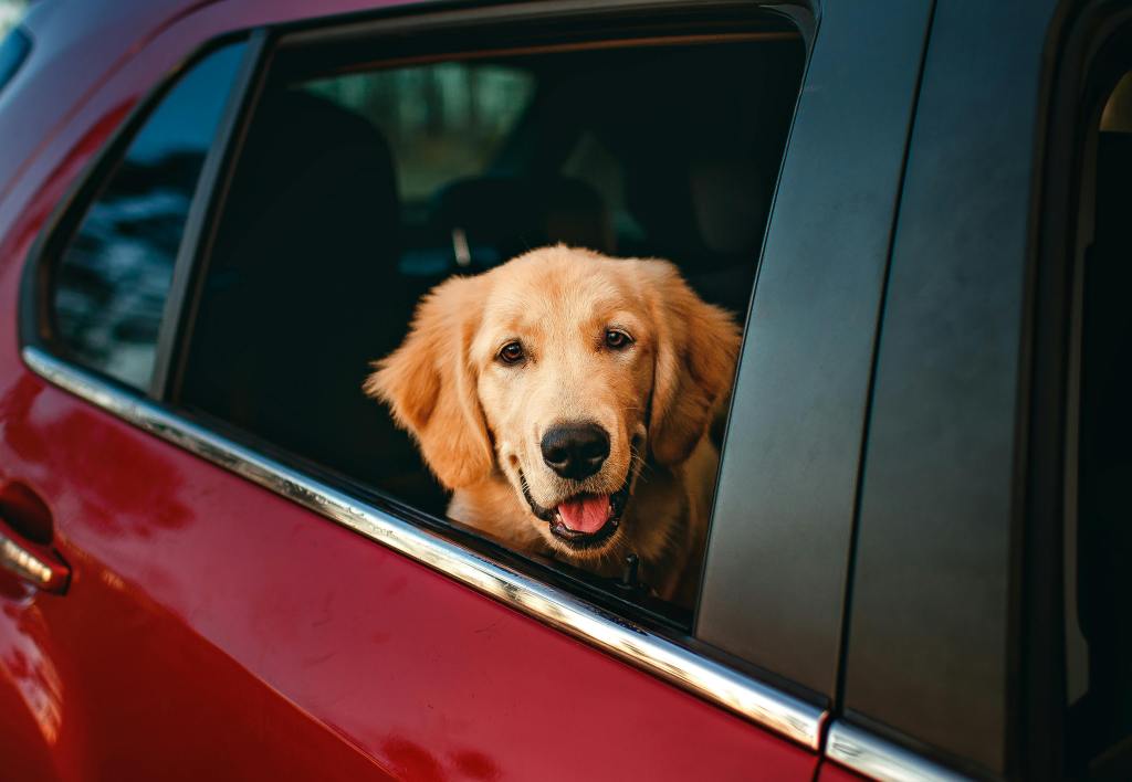 Pet Drop Off Form - Bayside Animal Hospital - Bayside Animal Hospital